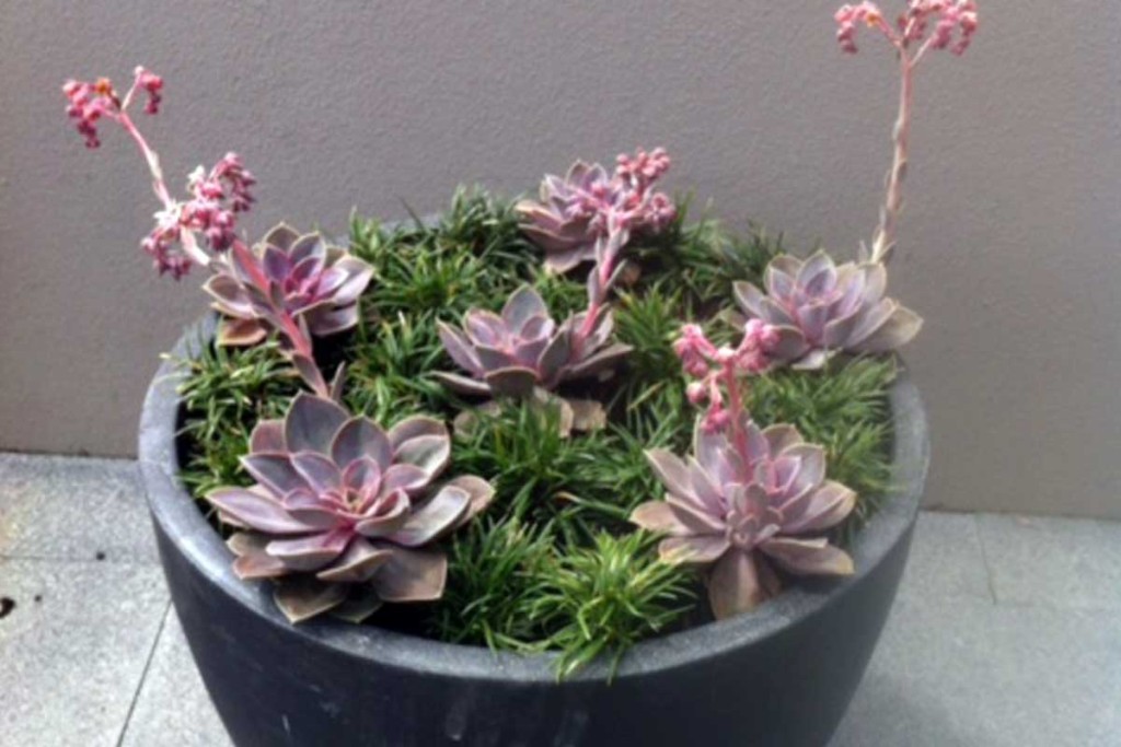 Succulents planted by Phillips Landscapes Canberra - Phillips Landscapes Succulents planted by Phillips Landscapes Canberra - Phillips Landscapes