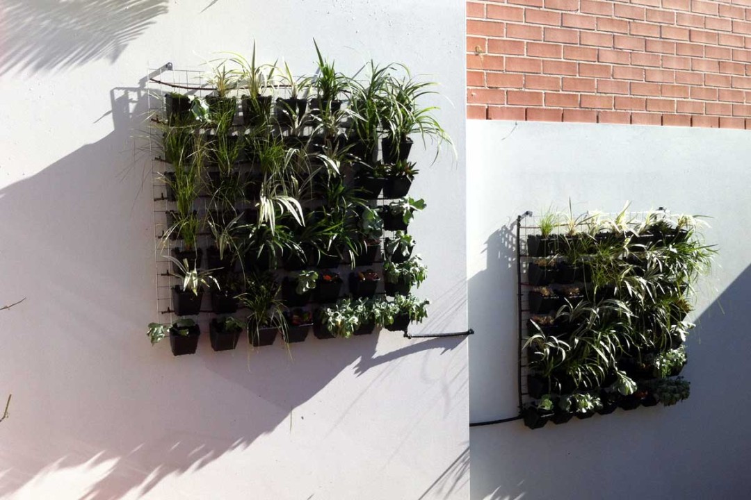 Vertical garden in Sydney - Phillips Landscapes