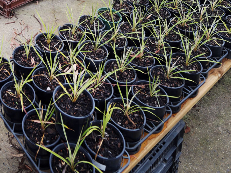 Phillips Landscapes Canberra nursery - Phillips Landscapes Phillips Landscapes Canberra nursery - Phillips Landscapes